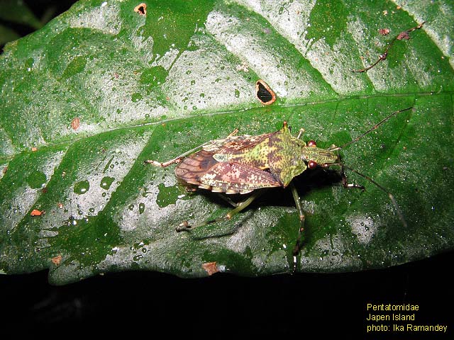 Papua Insects Foundation (Hemiptera/Heteroptera)